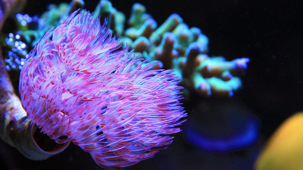 David Saxby – AquaIllumination