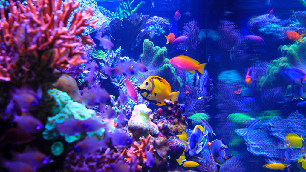 David Saxby – AquaIllumination