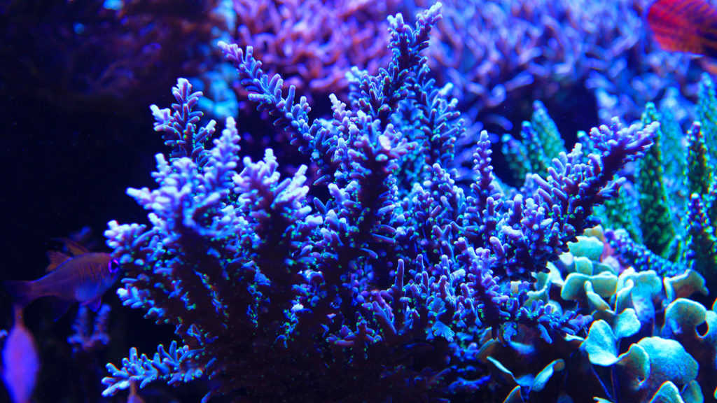 David Saxby – AquaIllumination