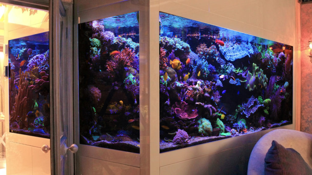 David Saxby – AquaIllumination