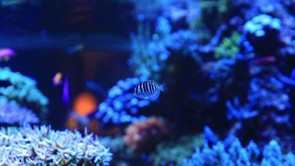 David Saxby – AquaIllumination