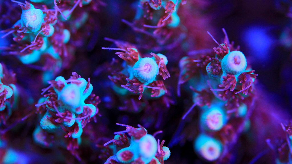 Hydra 32 Freshwater – AquaIllumination