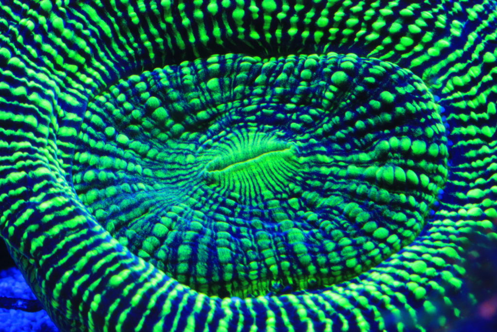 Hydra – AquaIllumination