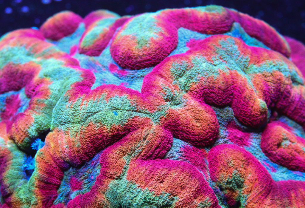 Prime 16HD Reef – AquaIllumination