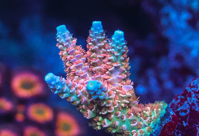 Prime 16HD Reef – AquaIllumination