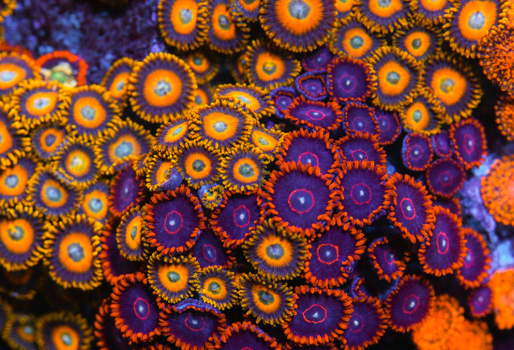 Prime Sol – AquaIllumination