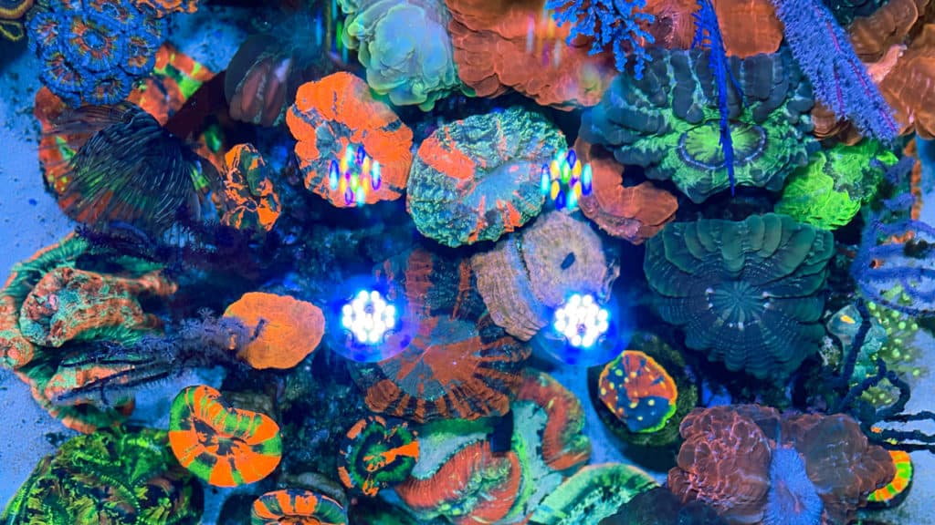 Tolga Güldaglar-Wallenwein – AquaIllumination